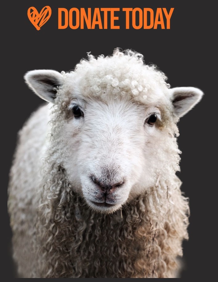 Animal Justice Project Undercover Investigations Animal Justice Project Undercover Investigations